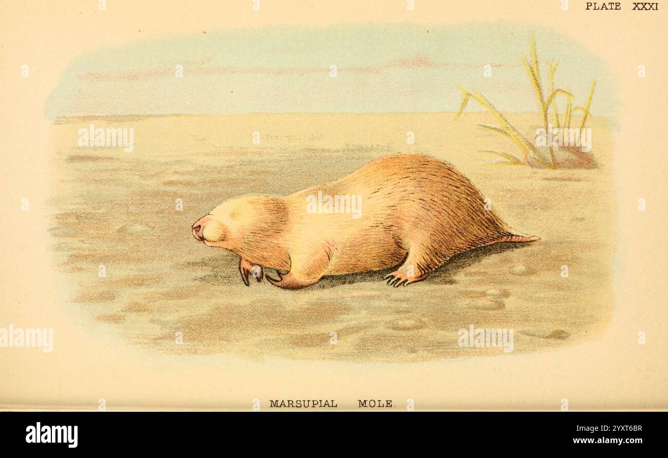 A hand-book to the Marsupialia and Monotremata London, E. Lloyd, 1896 ...