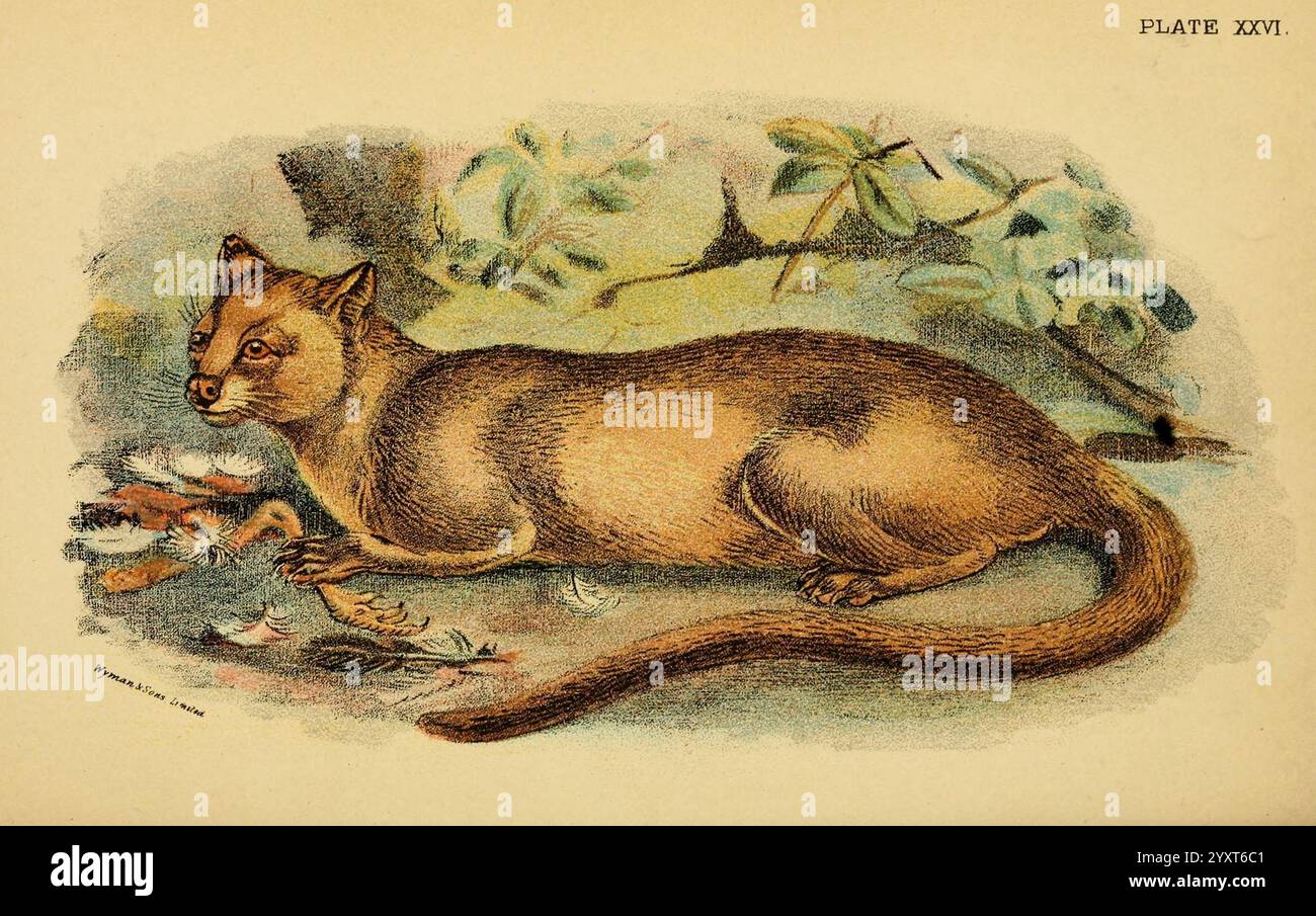 Creatures expressive face features hi-res stock photography and images ...