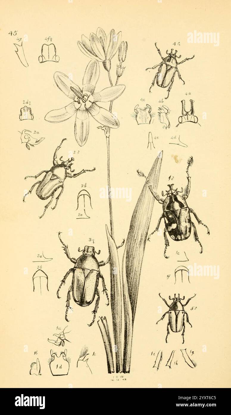 Arcana entomologica, or Illustrations of new, rare, and interesting ...