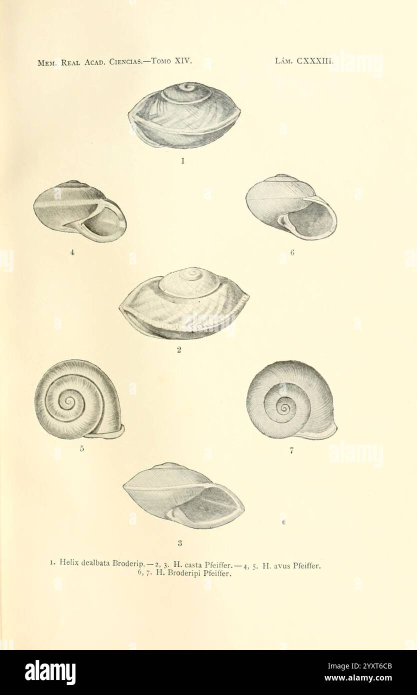 Helix dentata hi-res stock photography and images - Alamy