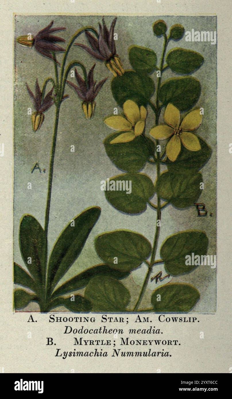 Illustration features two distinct botanical specimens labeled hi-res ...