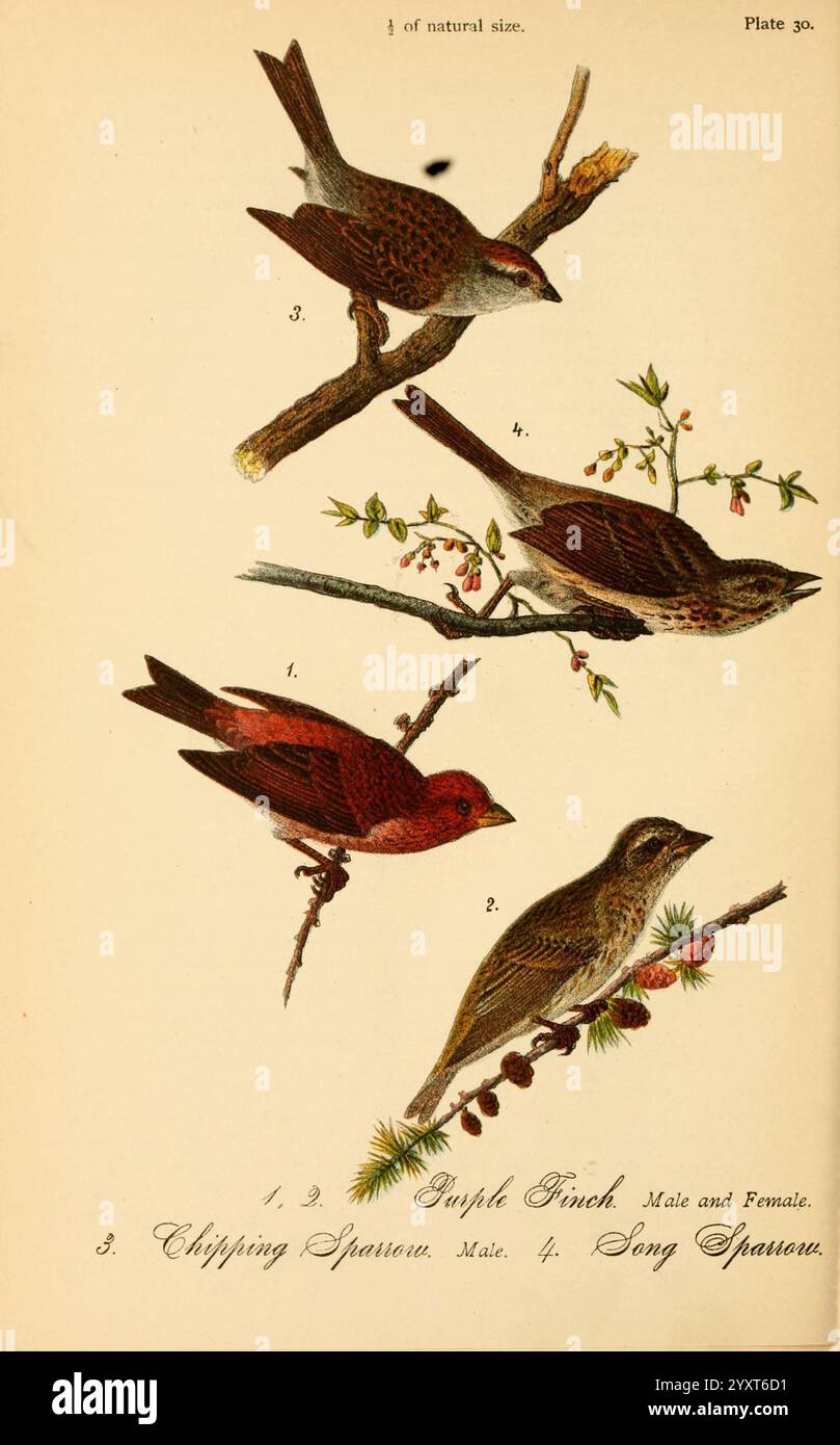 Report on the birds of Pennsylvania, Harrisburg, E.K. Meyers, State ...