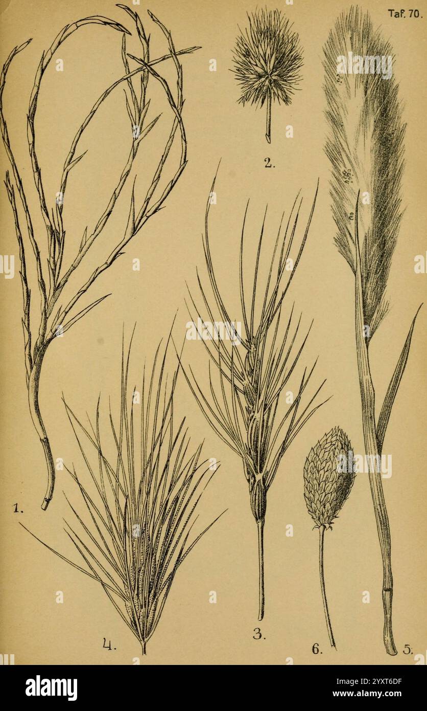 Die Pflanzenwelt Dalmatiens, Leipzig, W. Klinkhardt, 1911, Croatia ...