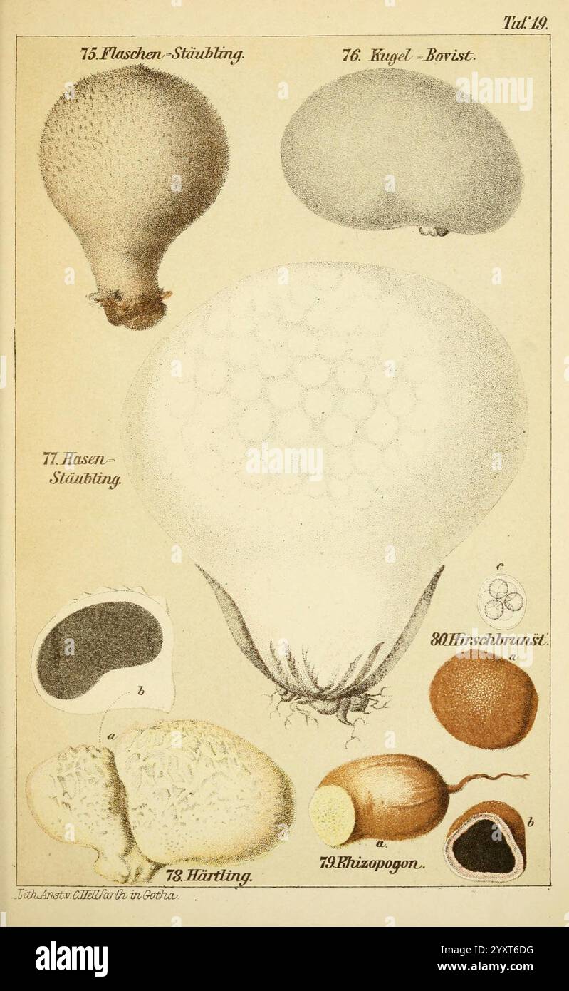 Prominent bulbous structure hi-res stock photography and images - Alamy