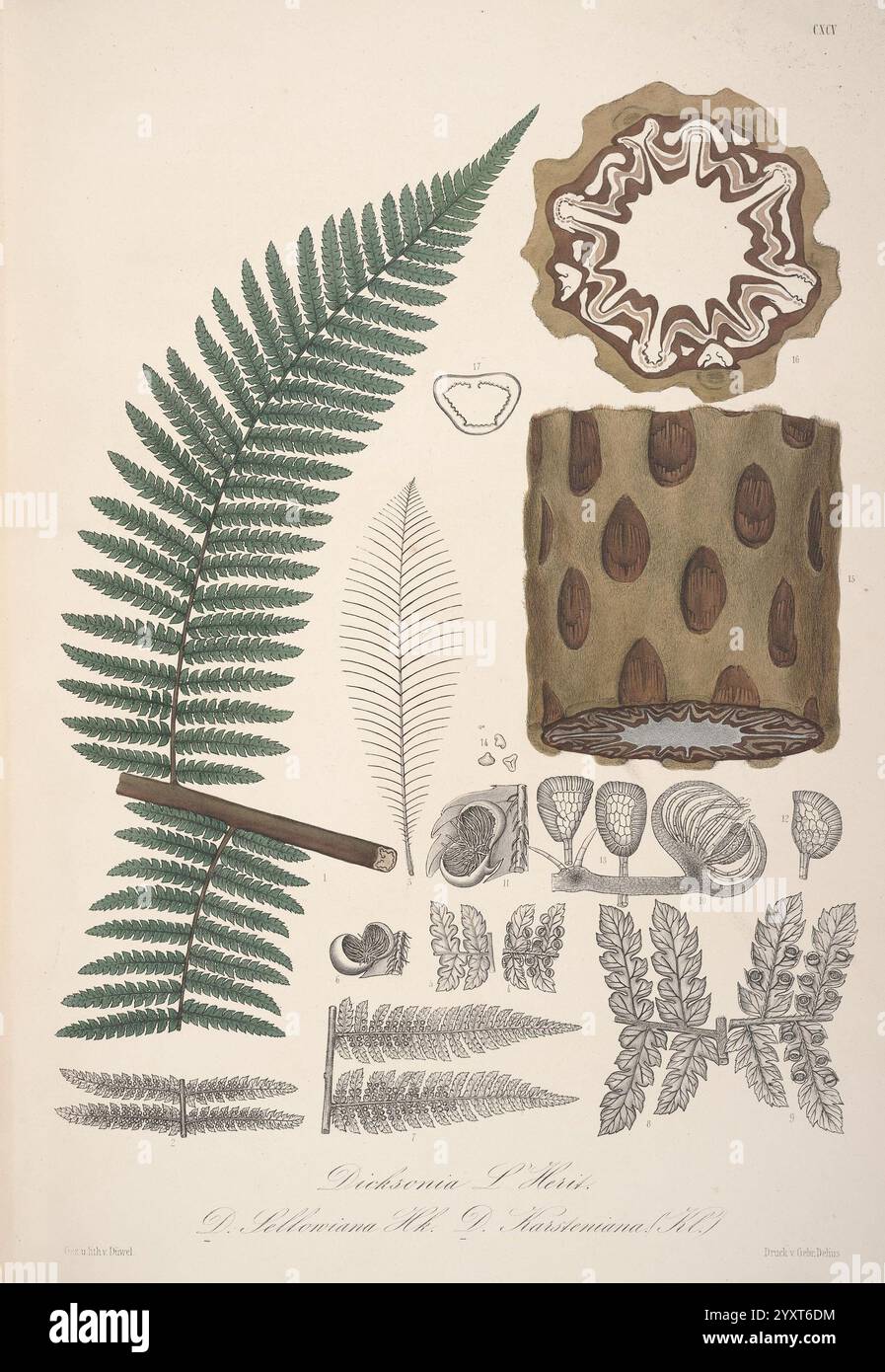 Florae Columbiae Berolini Apud Ferdinandi Duemmleri Successores 1858 69 Plants Colombia