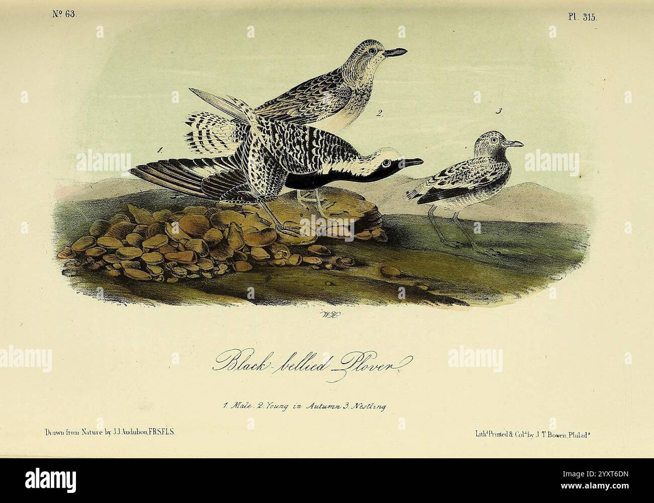 Illustration showcases three birds hi-res stock photography and images ...