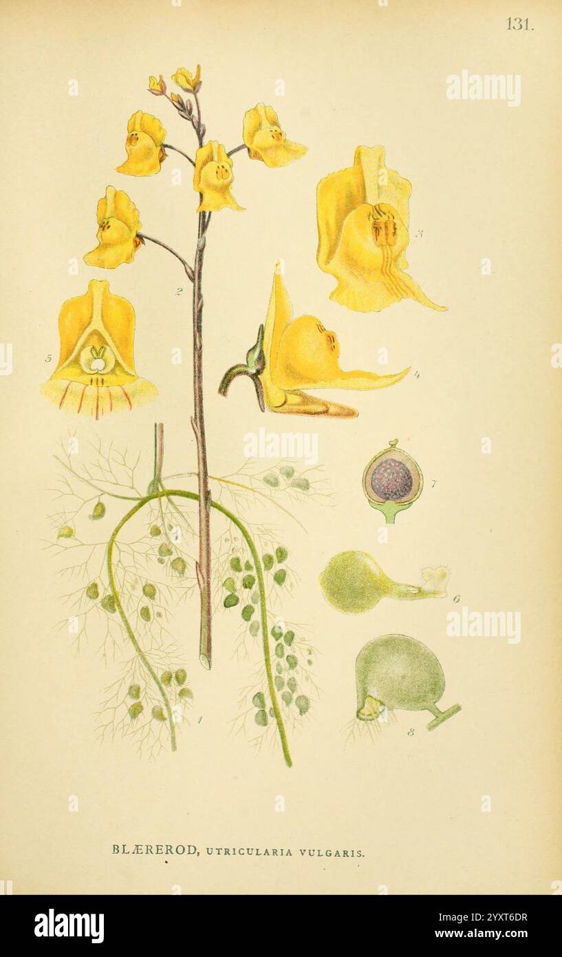 Fascinating plants anatomy hi-res stock photography and images - Alamy