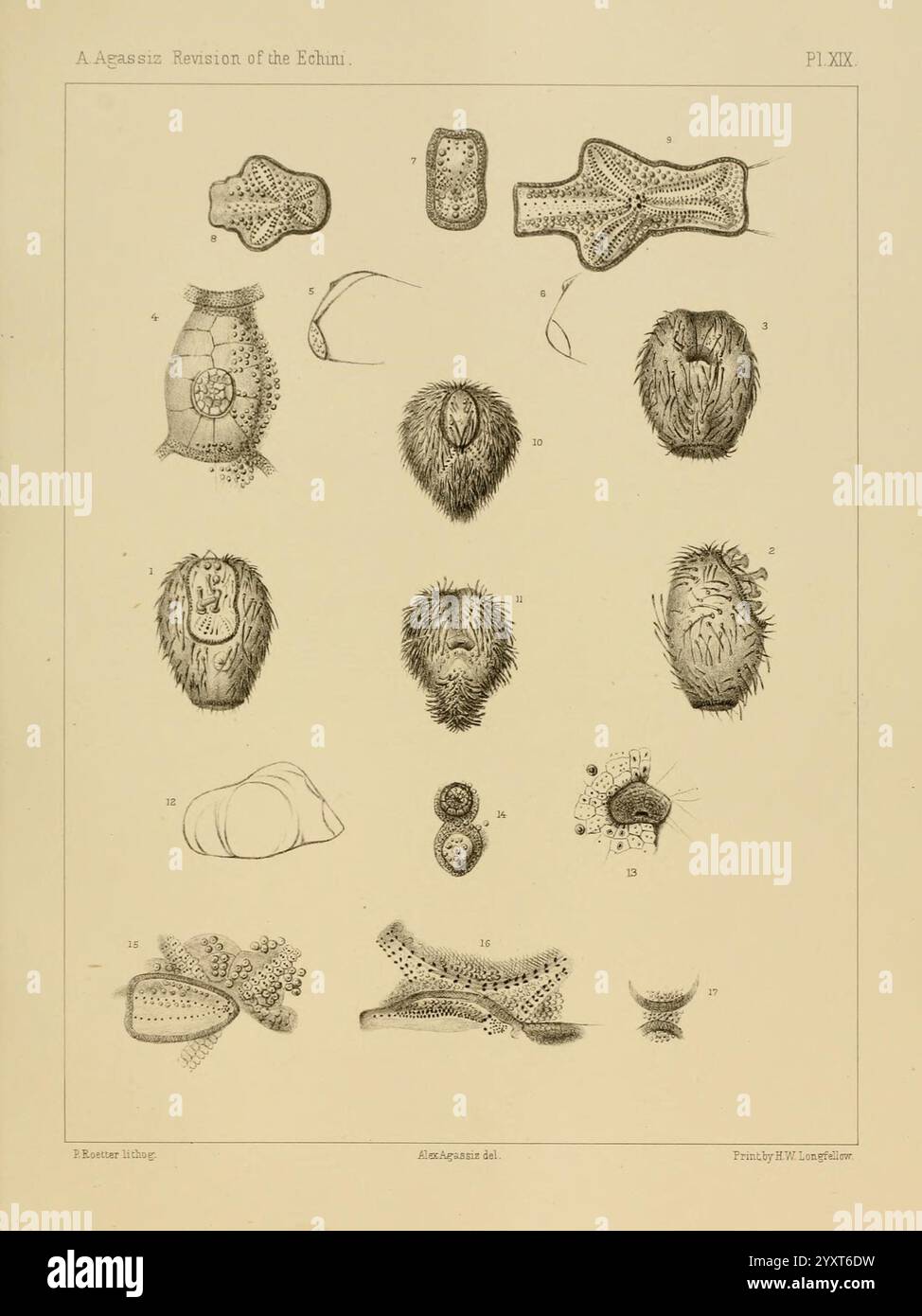 Revision of the Echini, Cambridge [Mass.], University Press, 1872-1874 ...