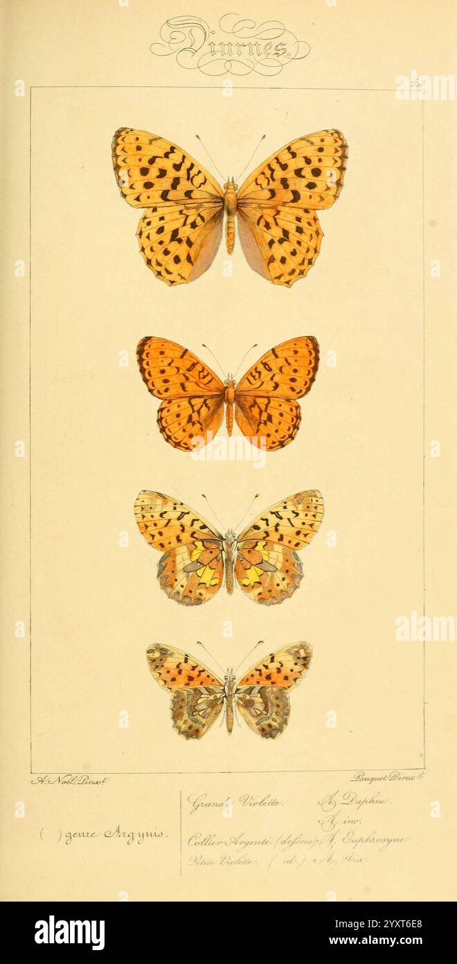 Third larger butterfly hi-res stock photography and images - Alamy