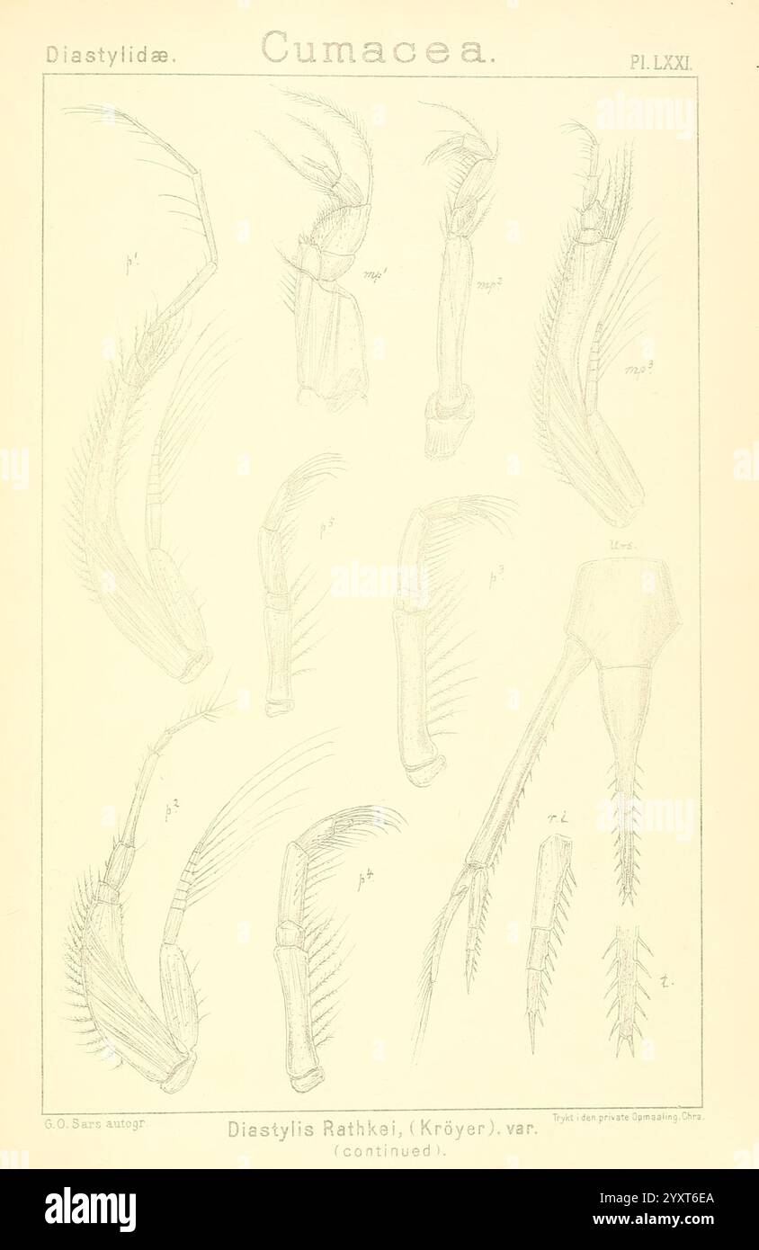 Labeled Section Highlights Specific Morphological Features Hi Res Stock