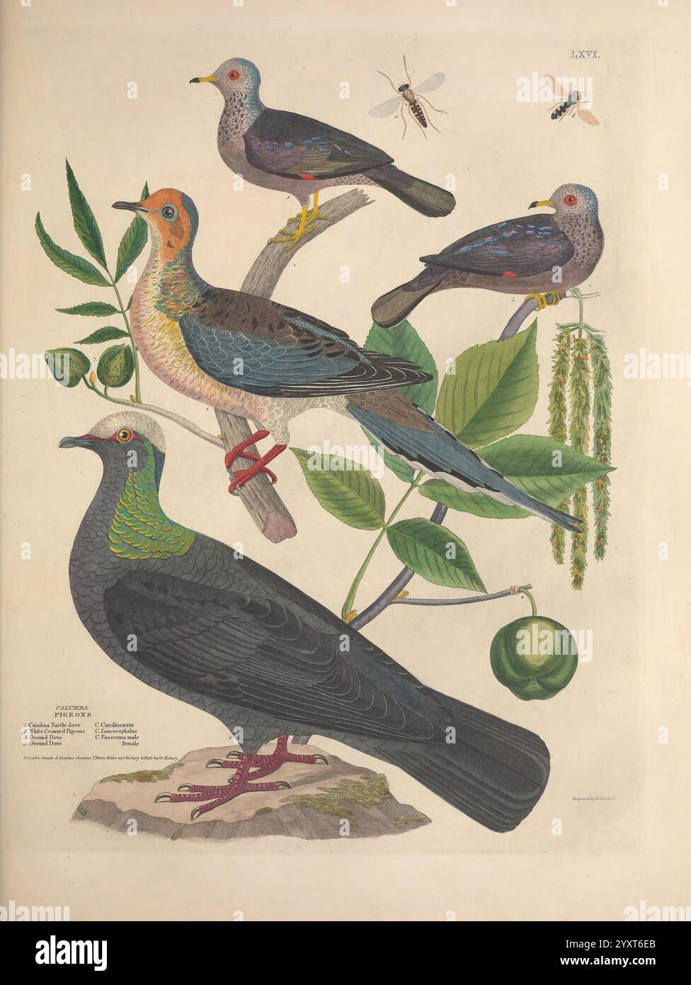 Illustrations of the American Ornithology of Alexander Wilson and ...