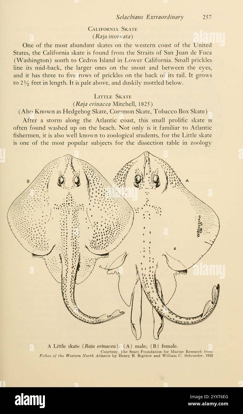 Brief notes on characteristics hi-res stock photography and images - Alamy