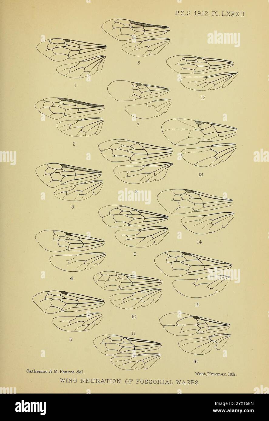 Proceedings of the Zoological Society of London, London, Academic Press ...