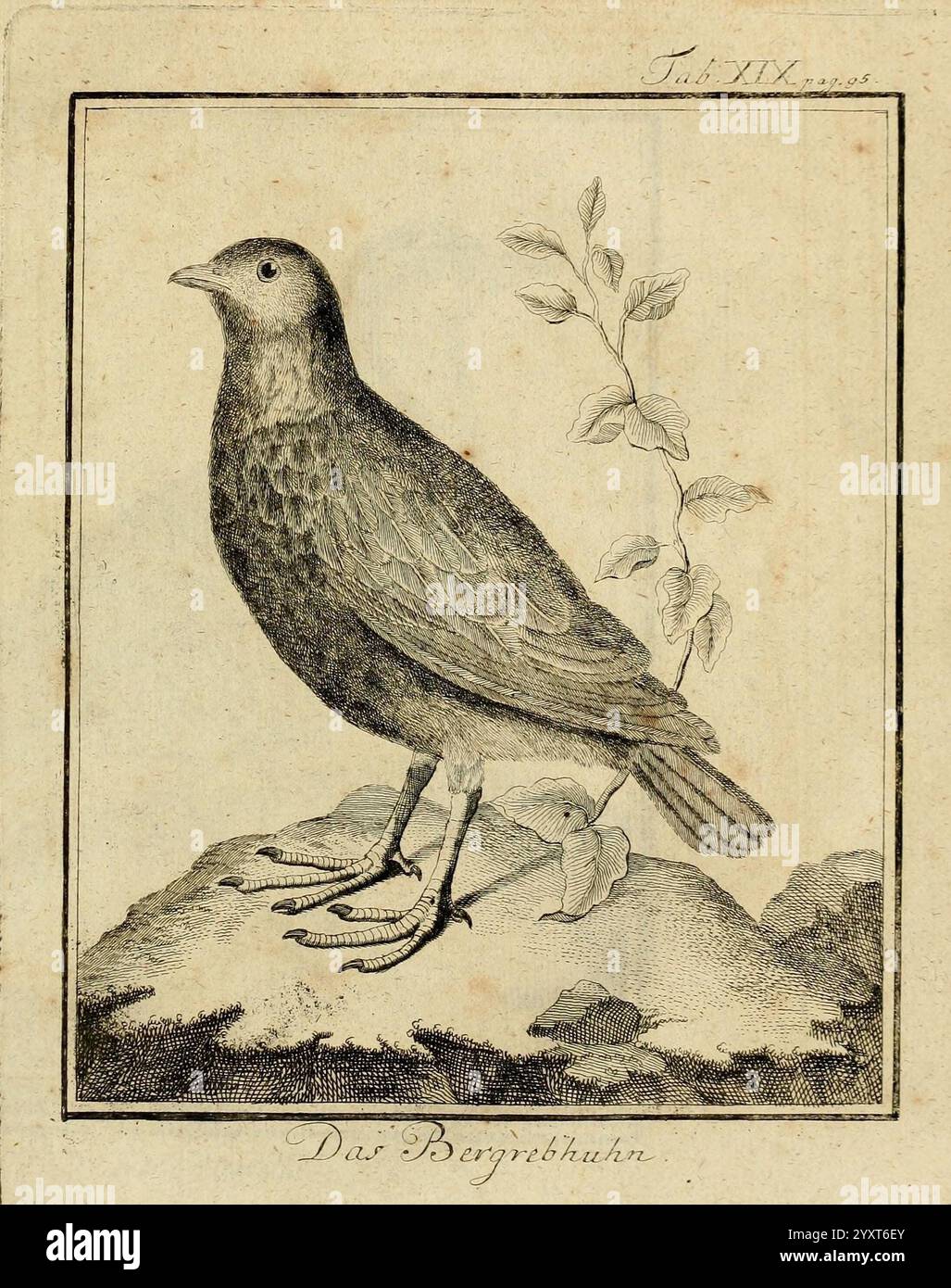 Büffons Naturgeschichte der Vögel Leipzig, bey Hermann Heinrich Holle ...