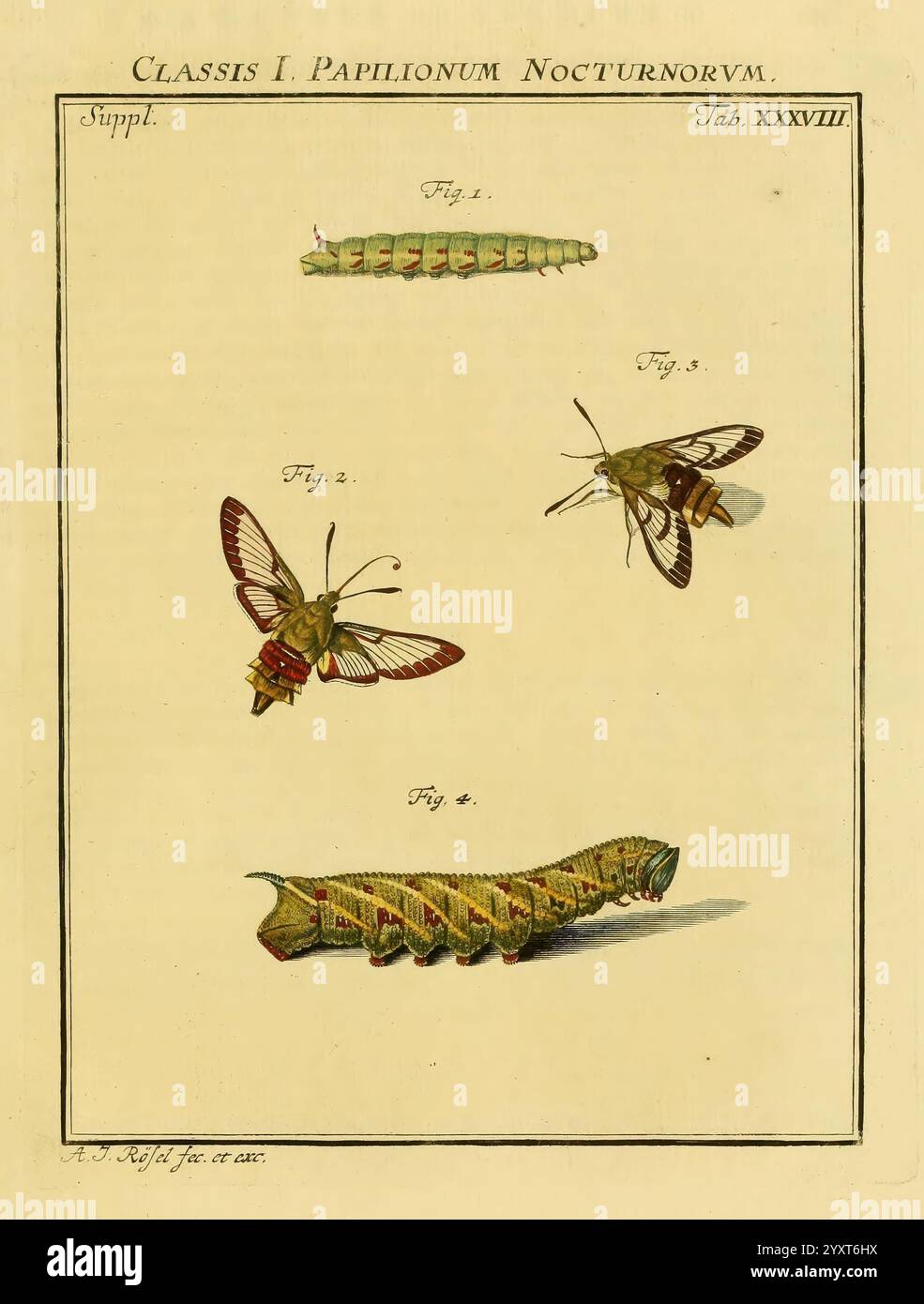 Subjects place within entomological studies hi-res stock photography ...