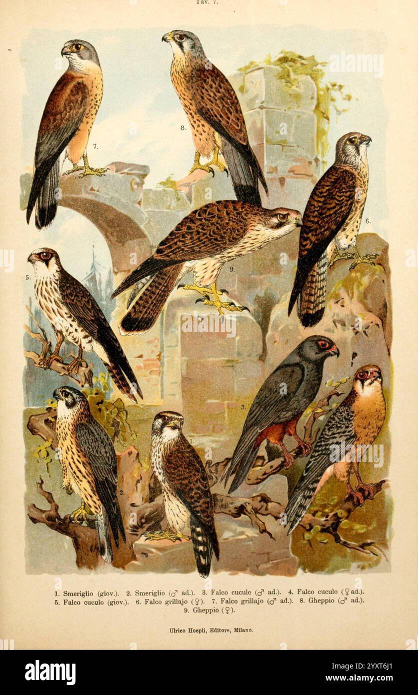 Lower row features different poses hi-res stock photography and images ...