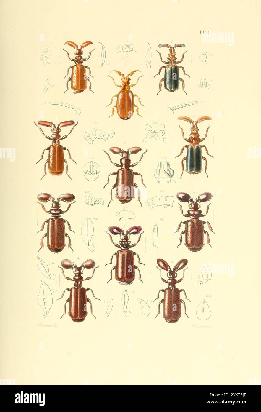 Thesaurus entomologicus Oxoniensis Oxford At the Clarendon Press 1874 ...