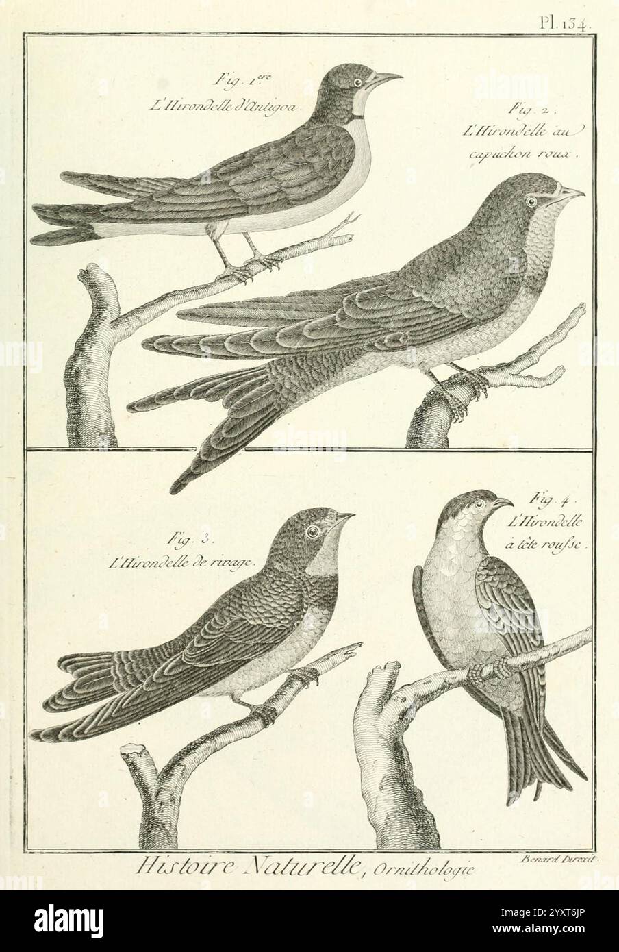 Artwork showcases several illustrations hi-res stock photography and ...