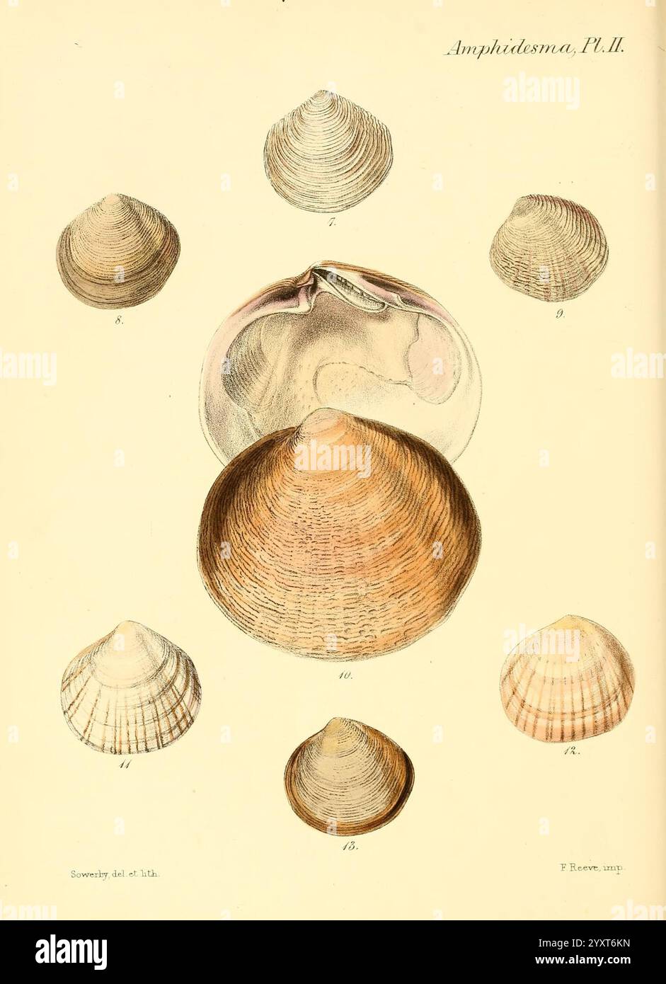 Conchologia Iconica, or Illustrations of the Shells of Molluscous ...