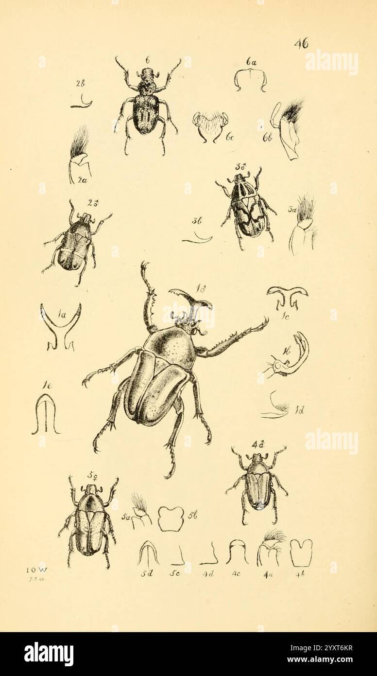 Arcana entomologica, or Illustrations of new, rare, and interesting ...