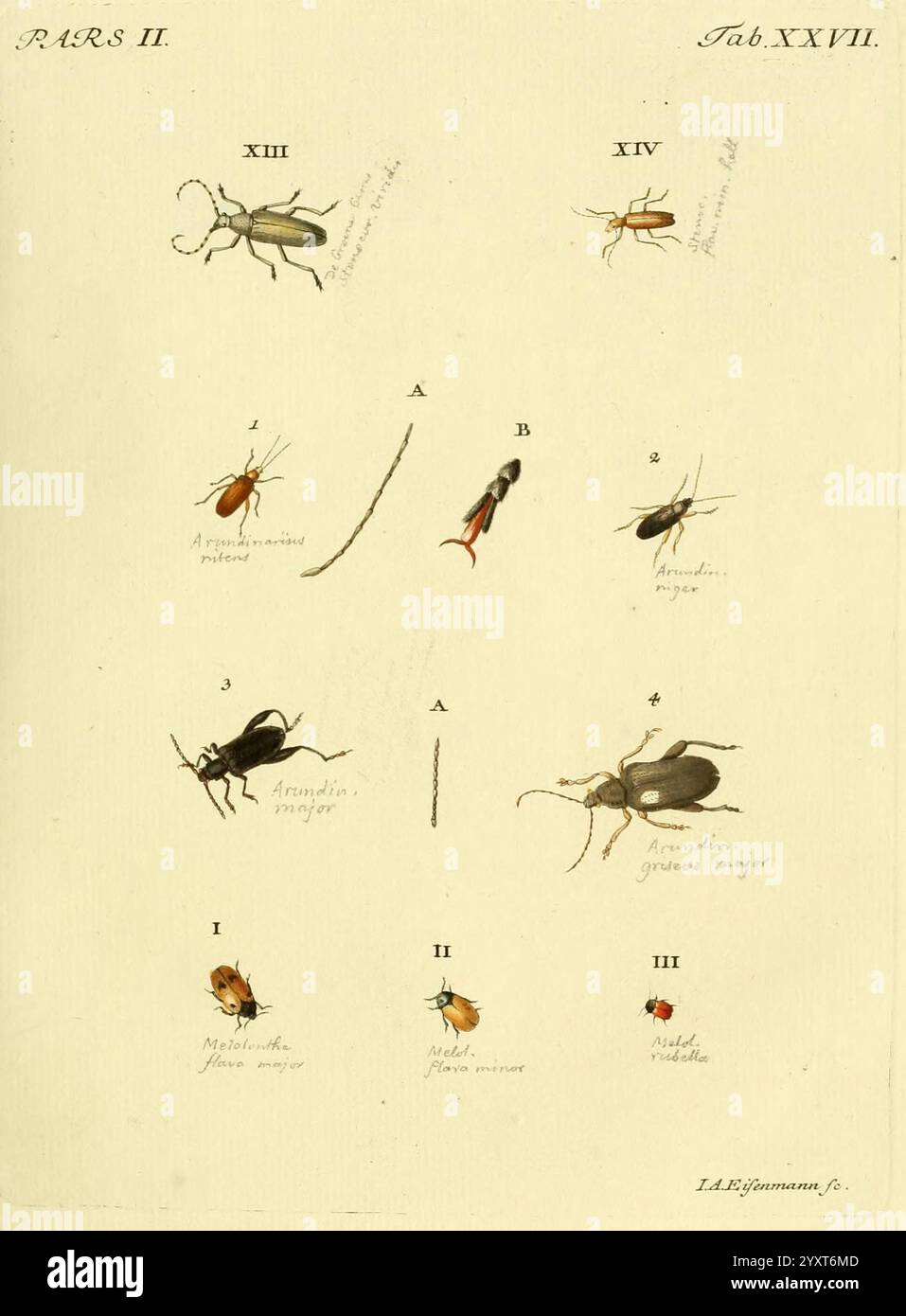 J.E. Voet M. Doct. Catalogus systematicus Coleopterorum À la Haye Chez ...
