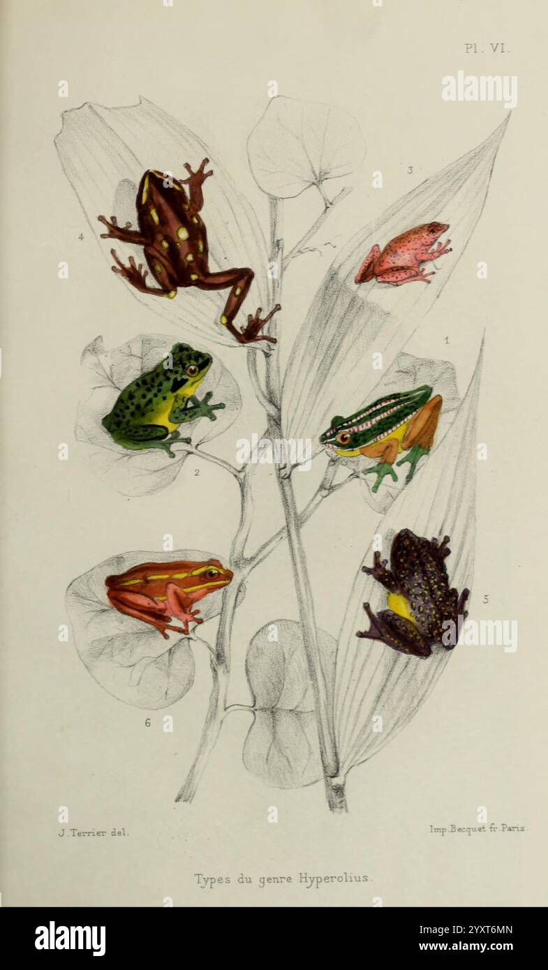 Hyperolius genus hi-res stock photography and images - Alamy