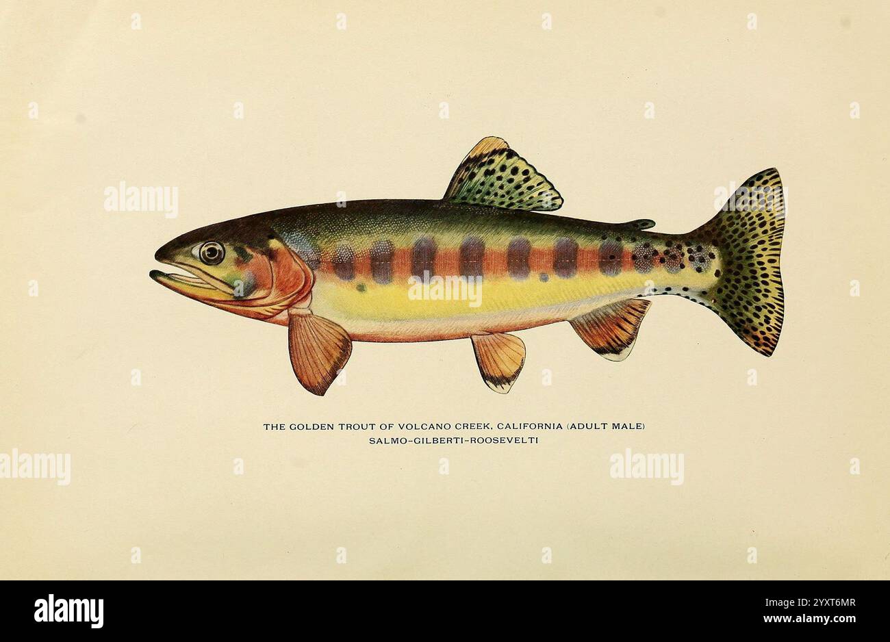 Salmo gilberti roosevelti hi-res stock photography and images - Alamy