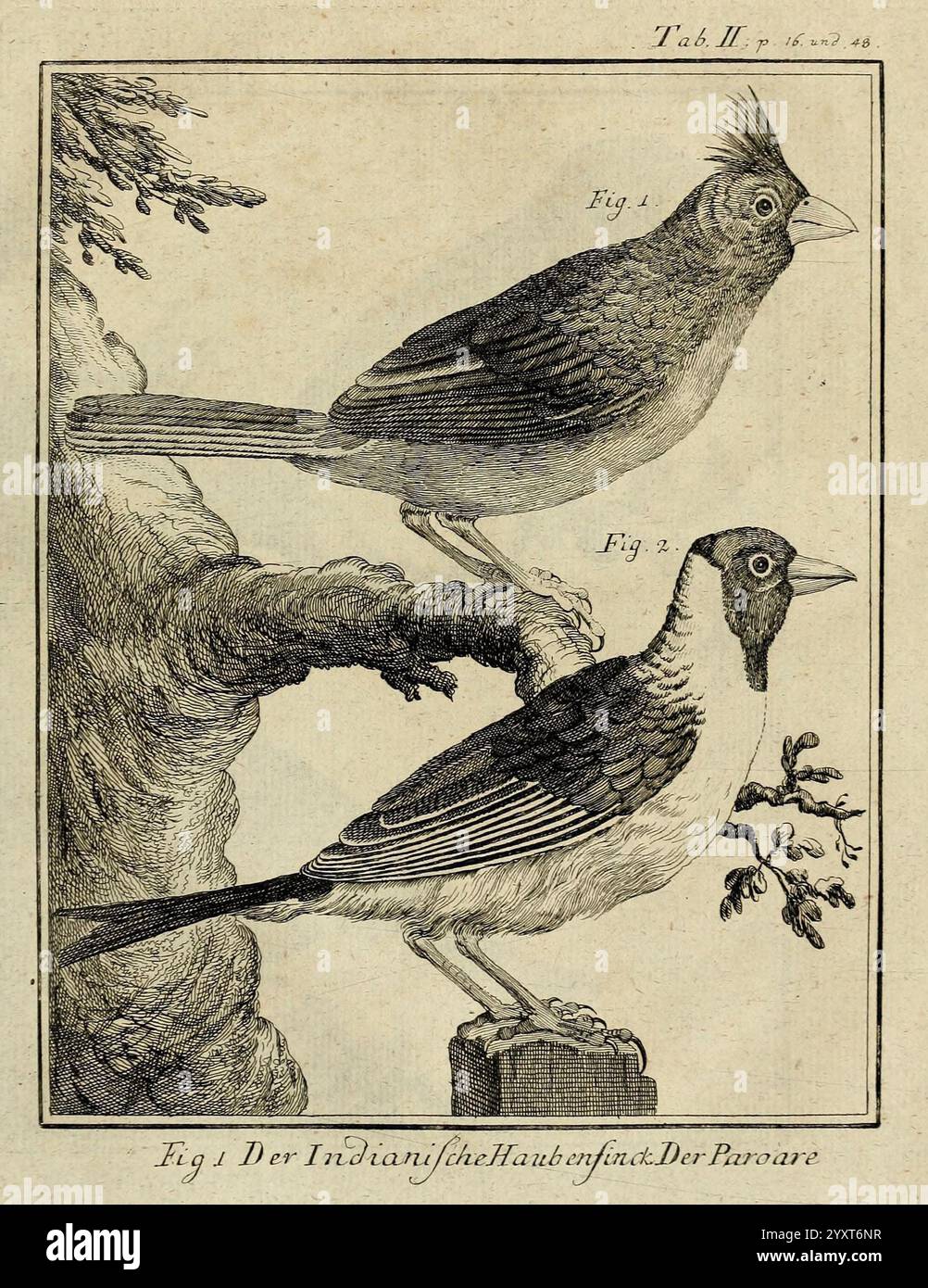 Slightly different coloration pattern hi-res stock photography and ...