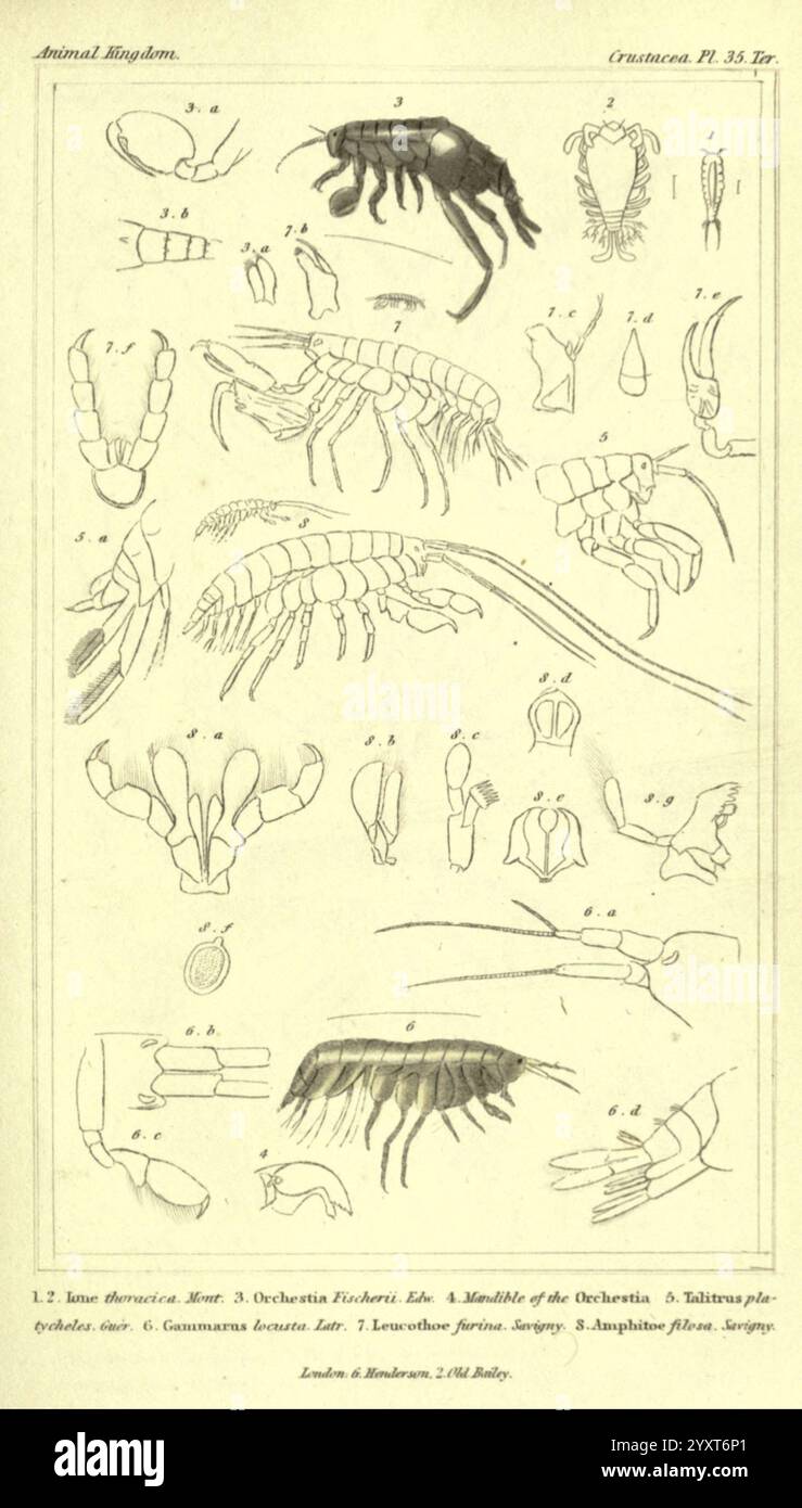 The animal kingdom arranged according to its organization London G ...