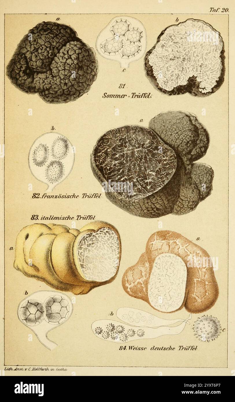 Prof. Dr. Harald O. Lenz' Nützliche, schädliche und verdächtige Pilze ...