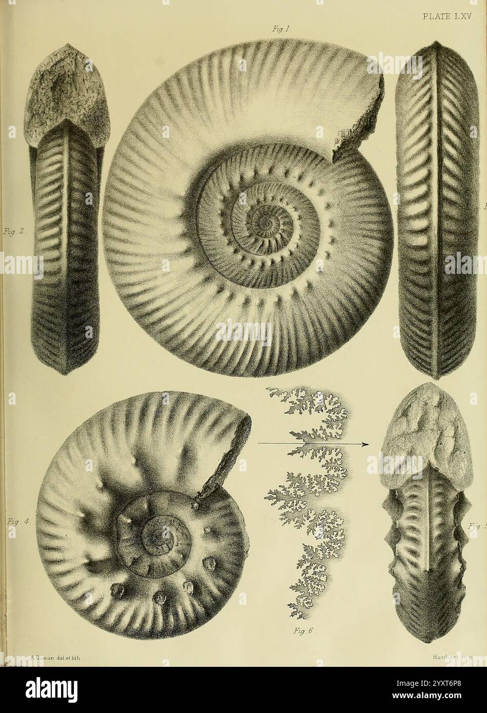 Two distinct types of ammonite fossils hi-res stock photography and ...