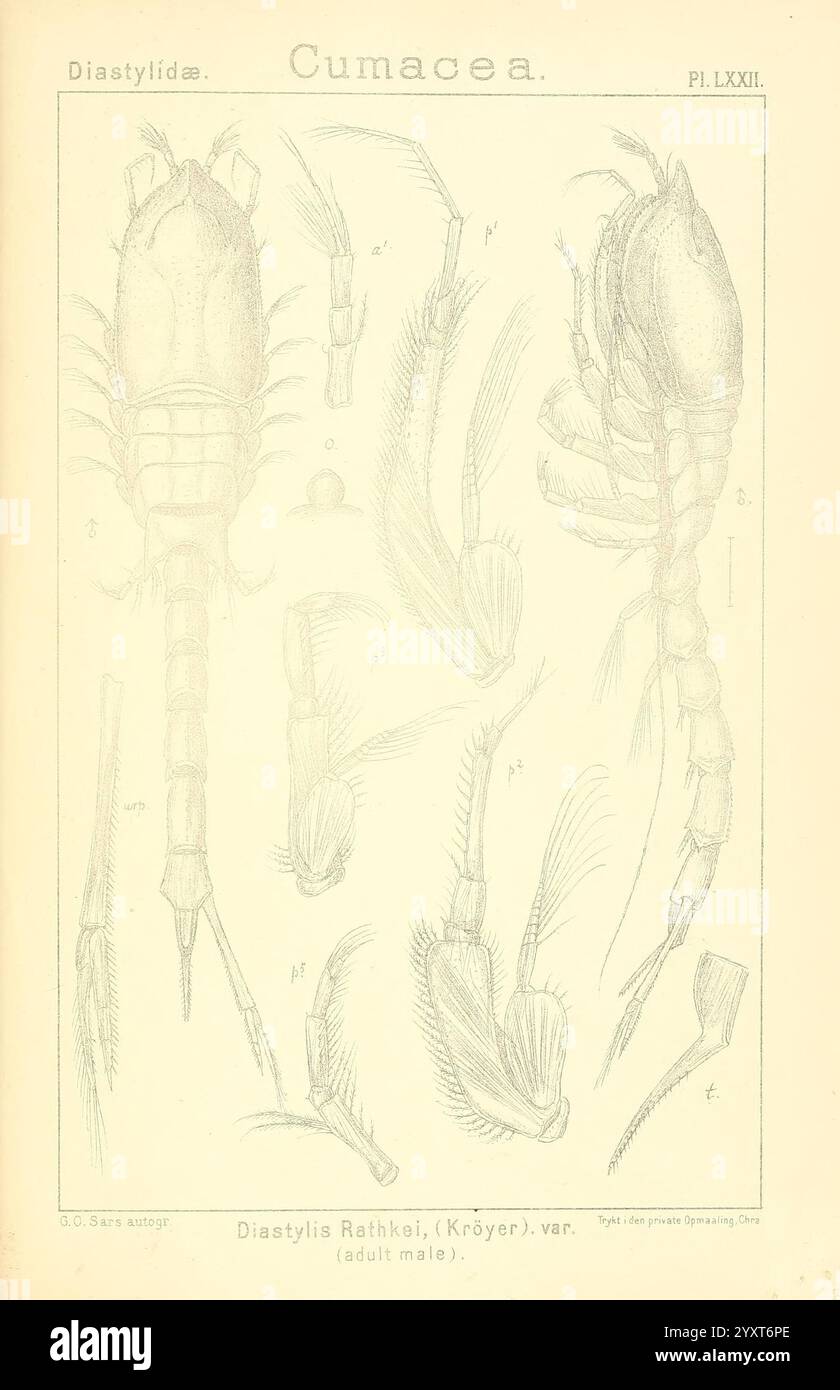 Various anatomical components hi-res stock photography and images - Alamy
