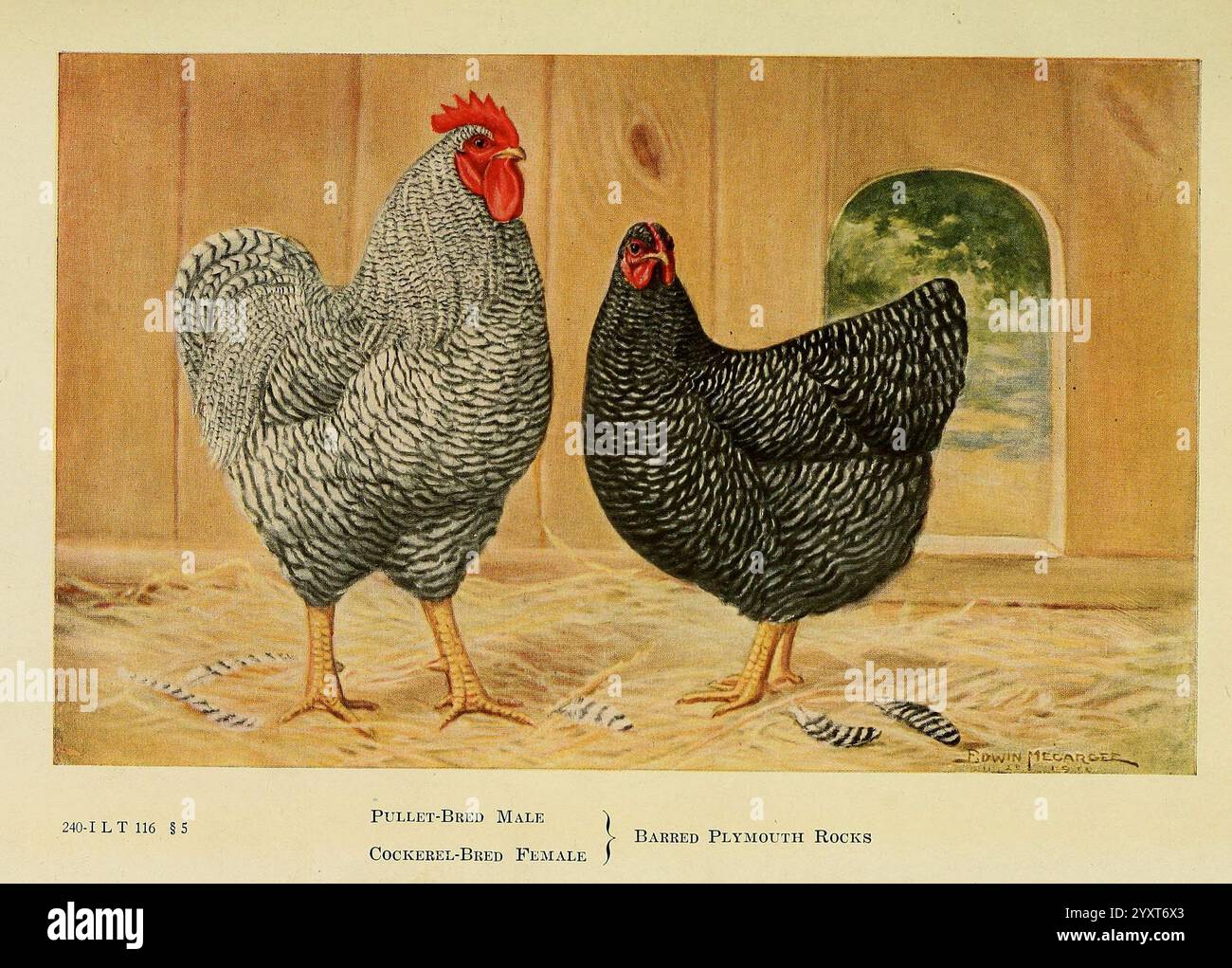 The book of poultry New York, The Macmillan Company, 1921. poultry ...