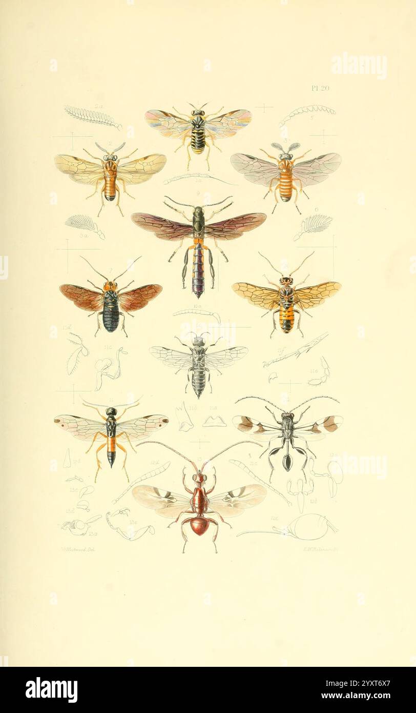 Thesaurus entomologicus Oxoniensis Oxford, At the Clarendon press, 1874 ...