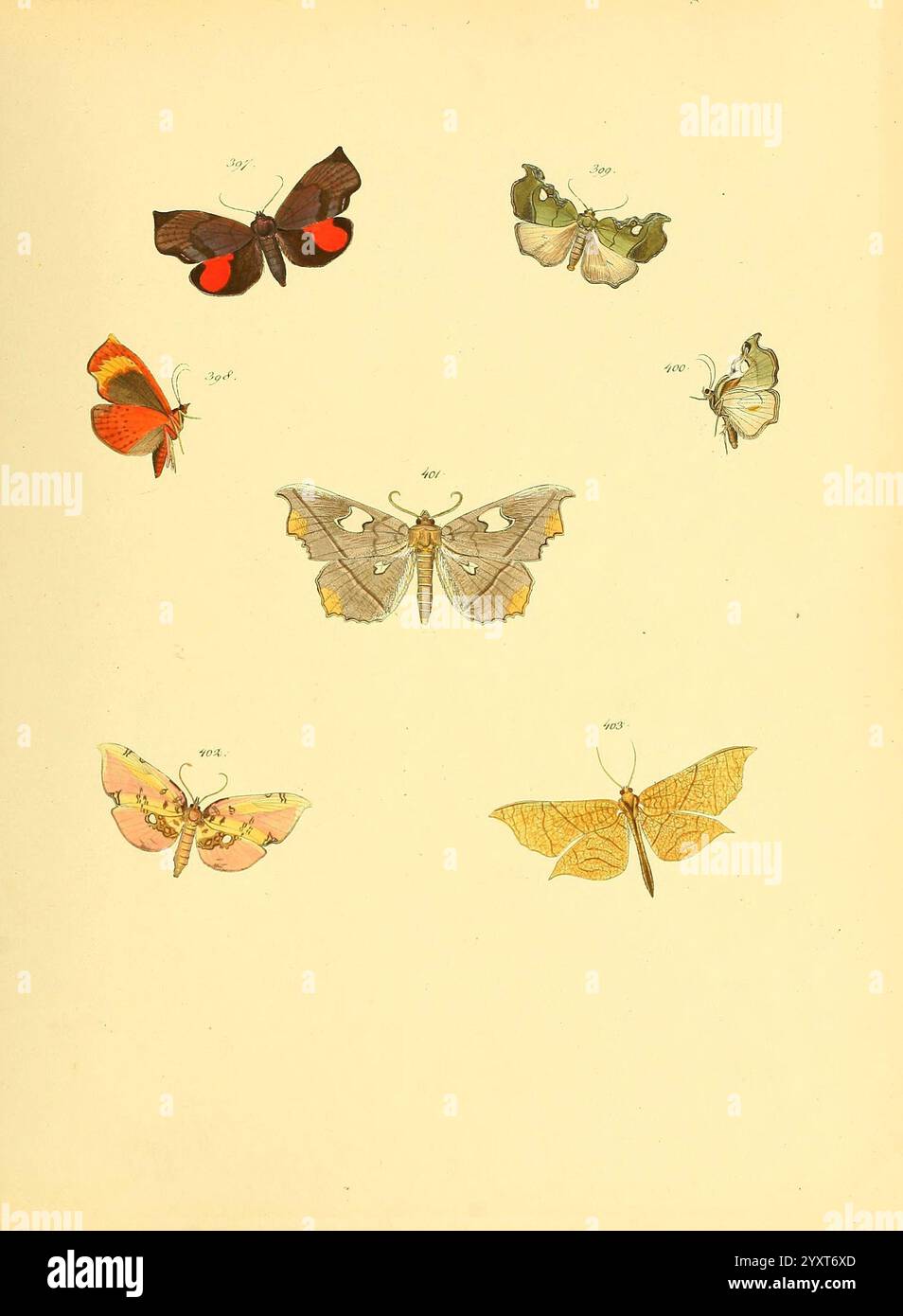 Arrangement features seven distinct butterflies hi-res stock ...