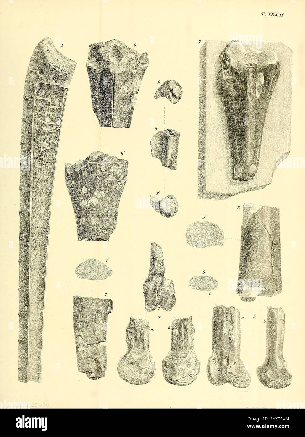 Revealing internal patterns hi-res stock photography and images - Alamy