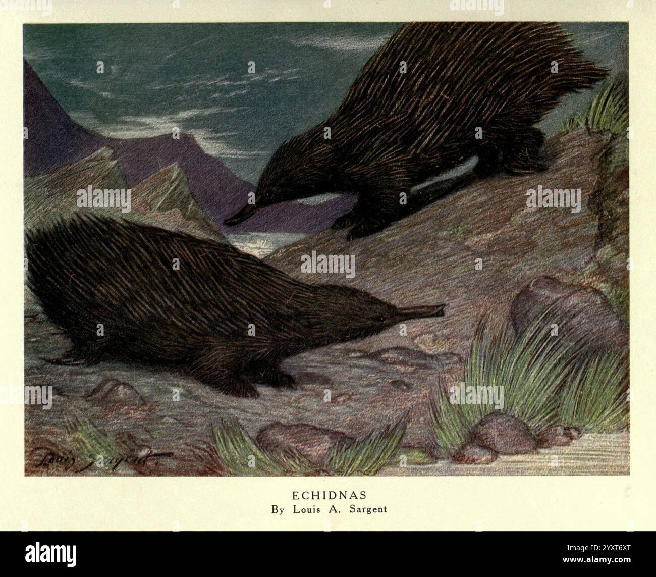 Profile hinting hi-res stock photography and images - Alamy