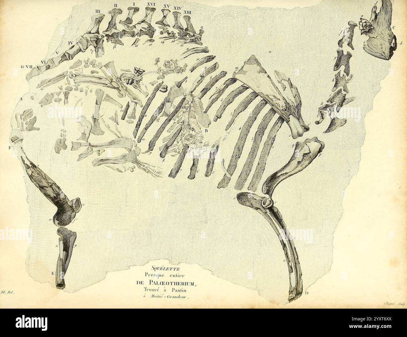 Several key skeletal components hi-res stock photography and images - Alamy