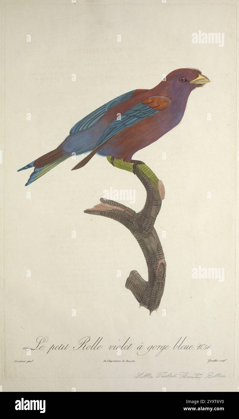 Feathers vibrantly detailed hi-res stock photography and images - Alamy