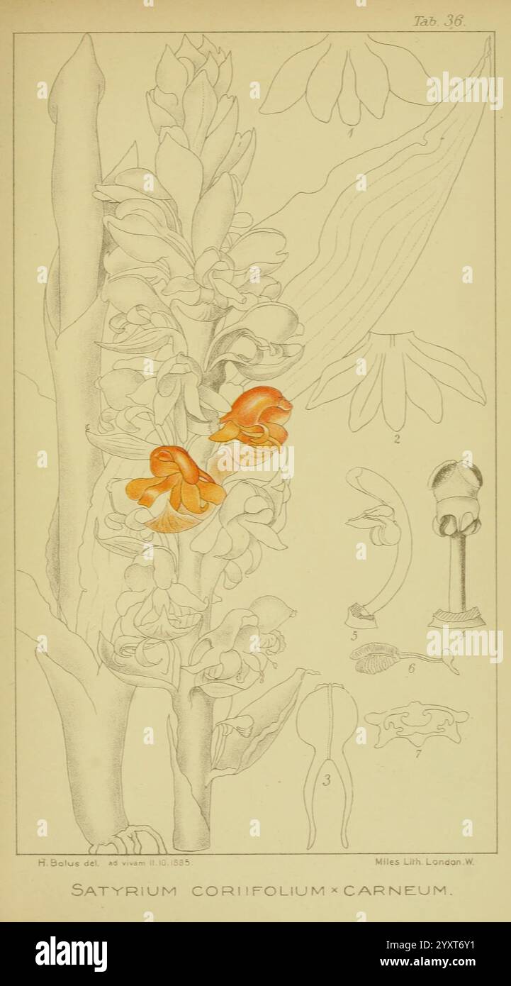 Satyrion coriifolium x carneum hi-res stock photography and images - Alamy