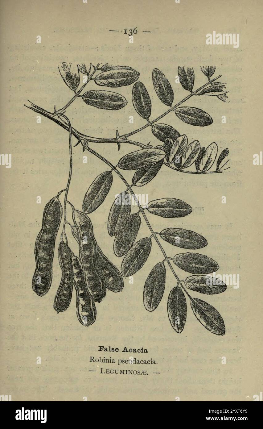 Curved seed pods hi-res stock photography and images - Alamy