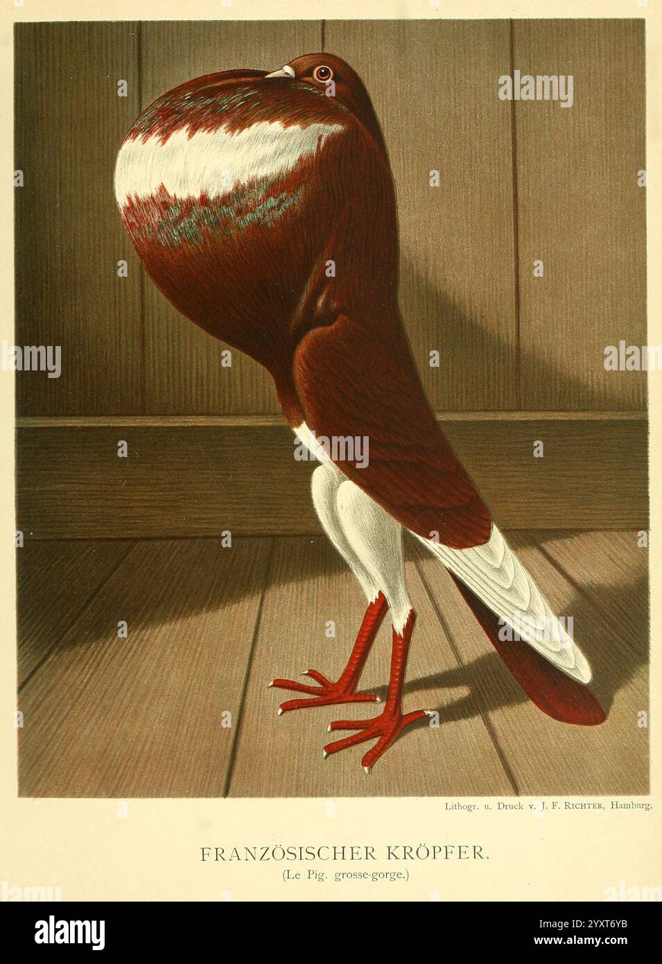 Le pigeon grosse gorge hi-res stock photography and images - Alamy