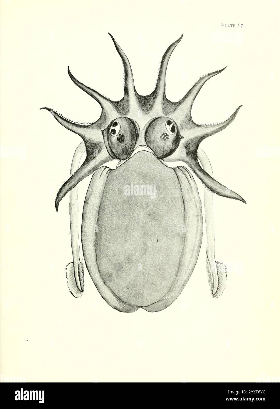 Octopuss anatomy hi-res stock photography and images - Alamy