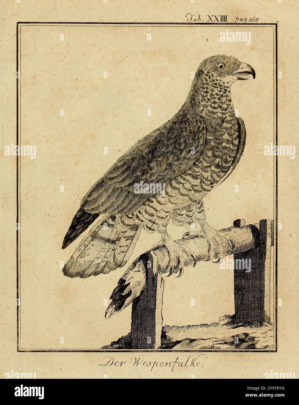 Der wespenfalke hi-res stock photography and images - Alamy