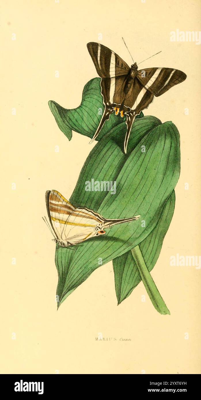 Zoological illustrations v.1. London, Baldwin & Cradock, 1829-1833 ...