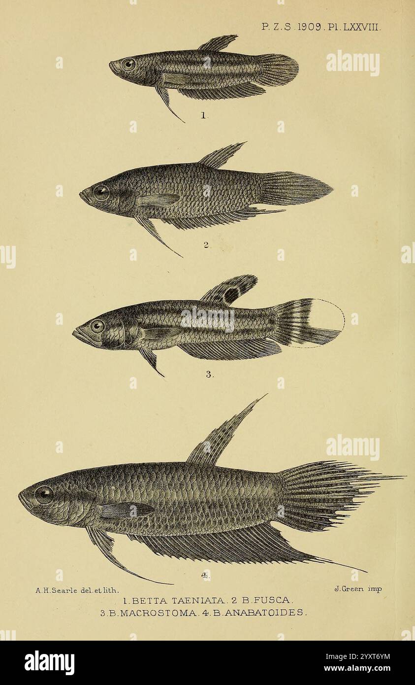Proceedings of the Zoological Society of London London Academic Press ...