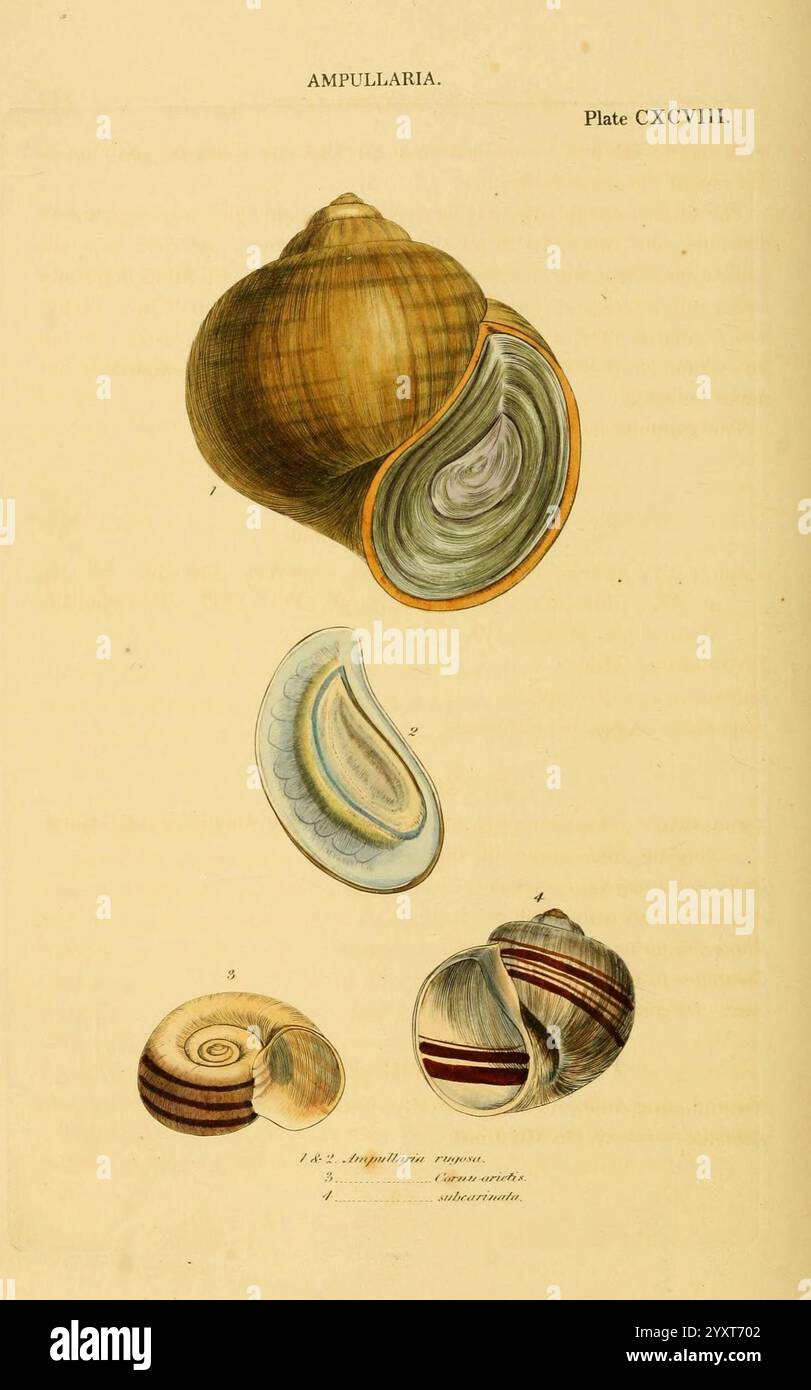 Emphasizing internal structures alongside hi-res stock photography and ...