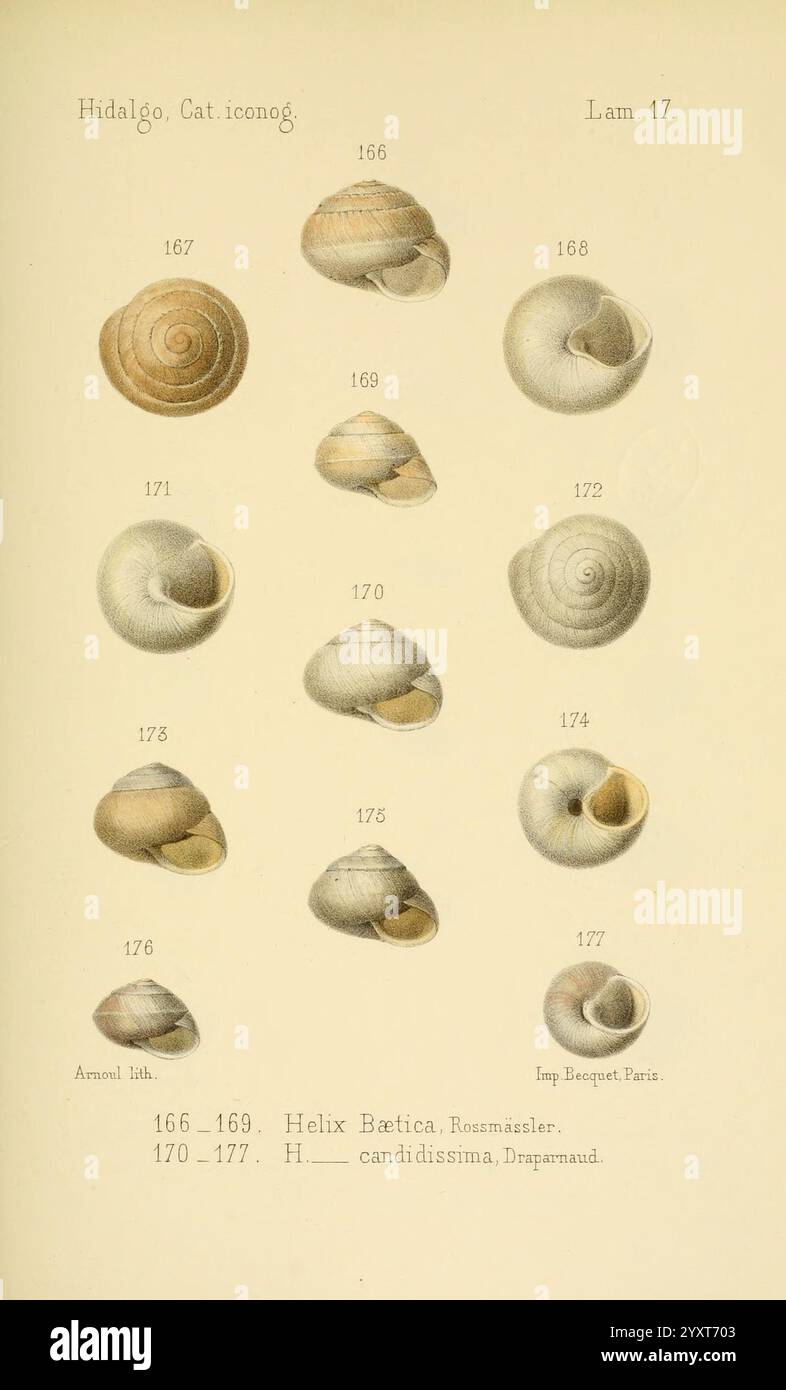 Particularly prominent conical shell hi-res stock photography and ...