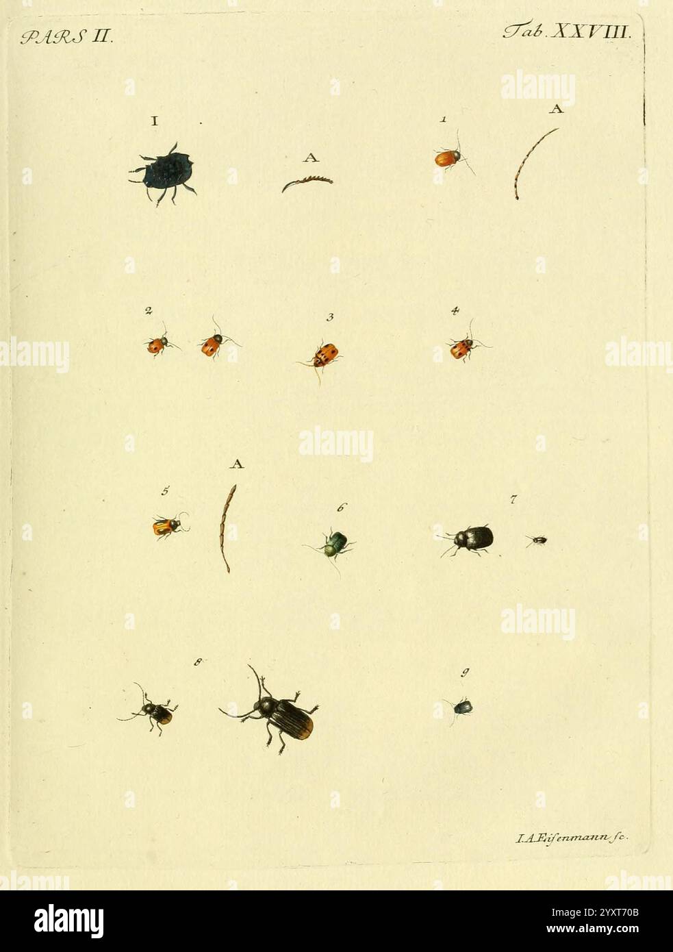 Top row features larger beetles labeled hi-res stock photography and ...