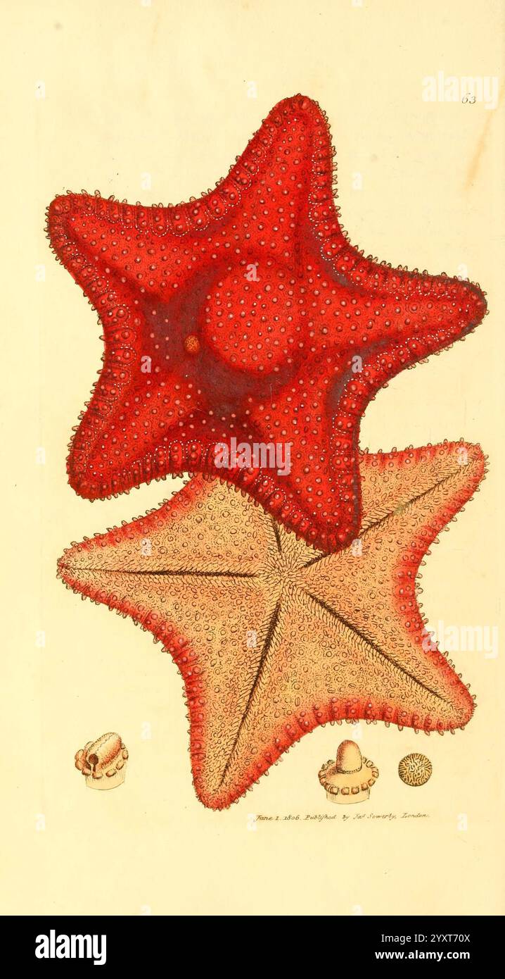 Upper starfish displays hi-res stock photography and images - Alamy